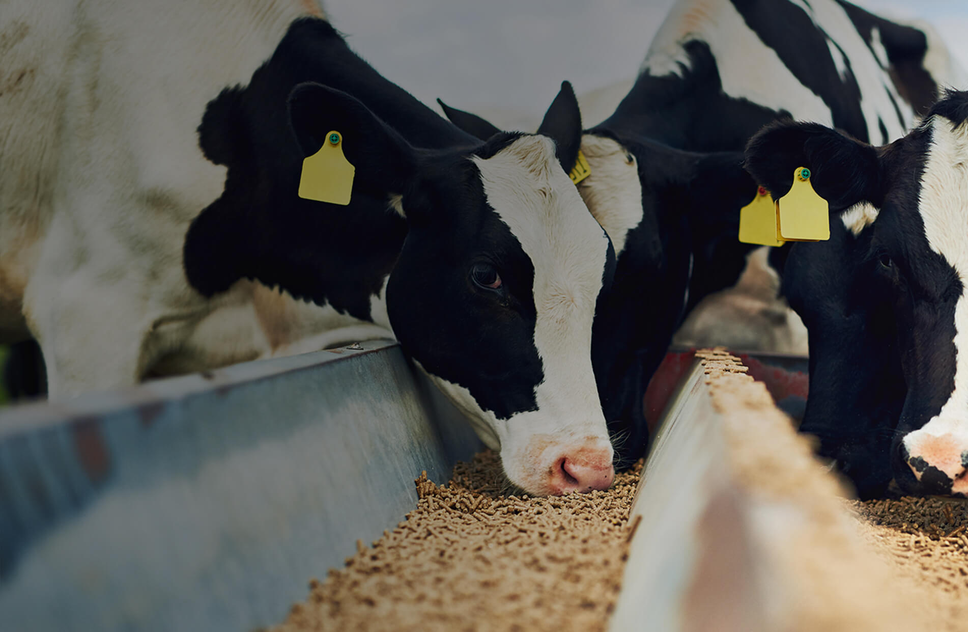 Strategic Consultancy - Ceres Rural