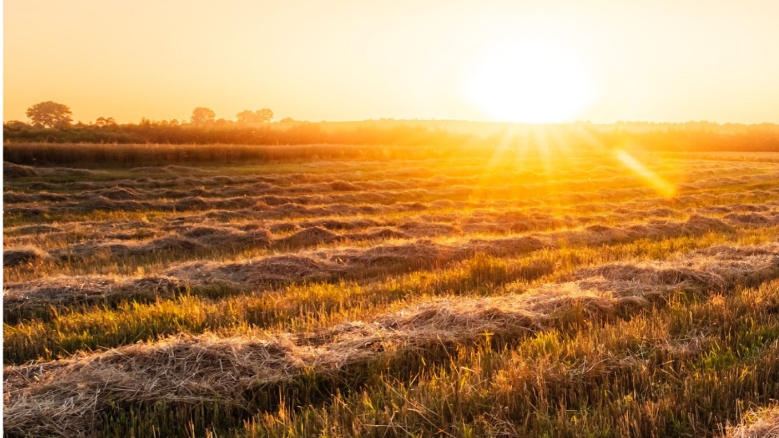 FARMING UPDATE - NOVEMBER 2022 - Ceres Rural