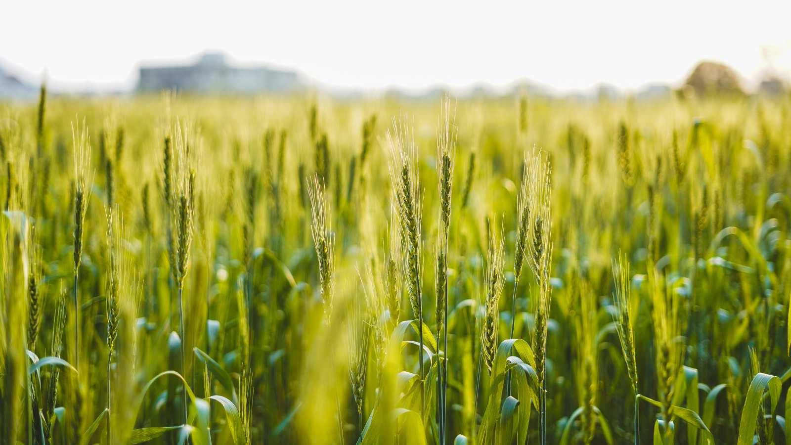 Farming Update – July 2024 - Ceres Rural