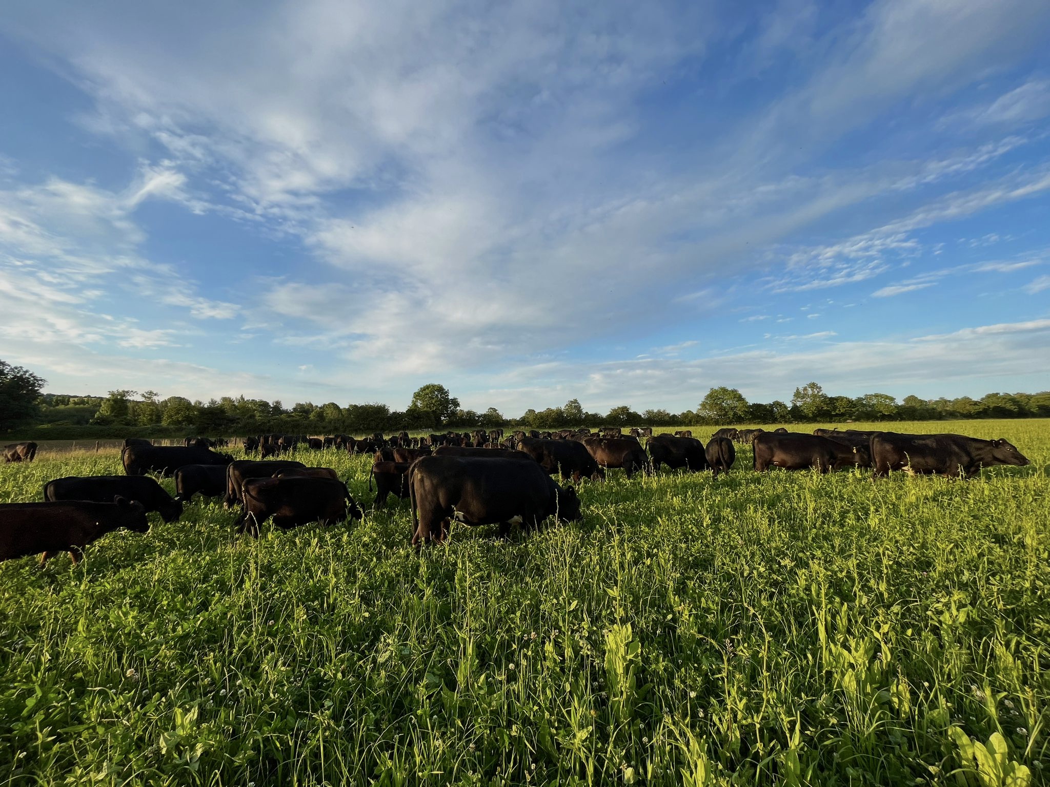 More updates announced to SFI 2024 - Ceres Rural