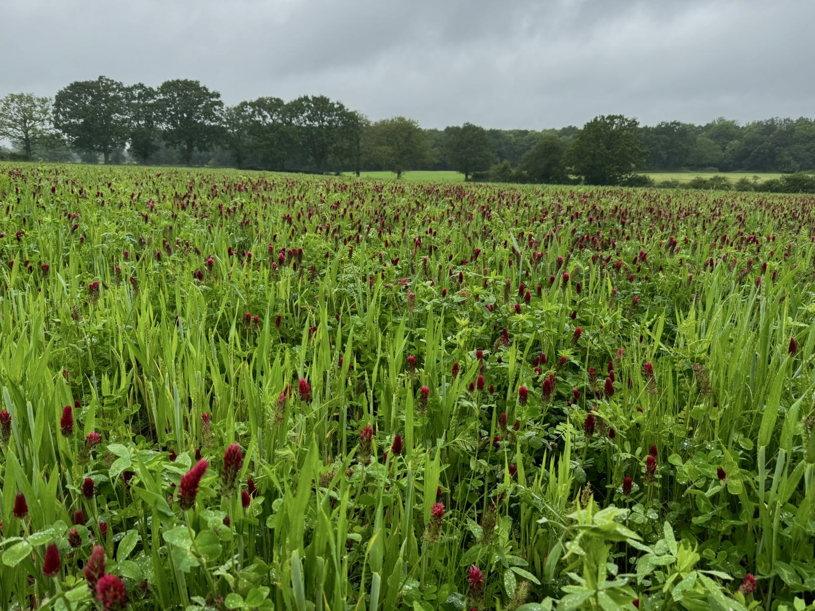 More updates announced to SFI 2024 - Ceres Rural