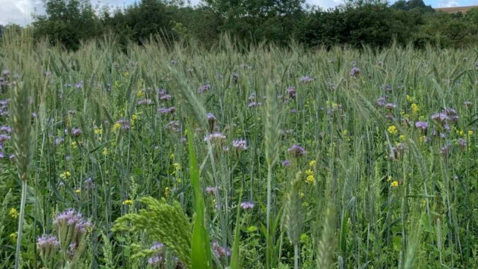 Increased payment rates for higher level stewardship - Ceres Rural