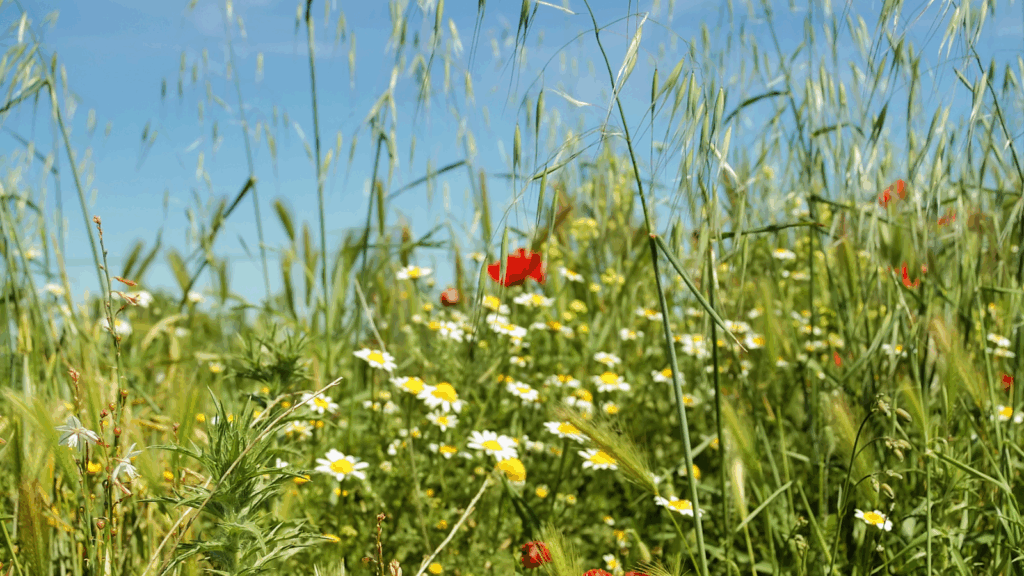 One Year On: Biodiversity Net Gain in Action - Ceres Rural