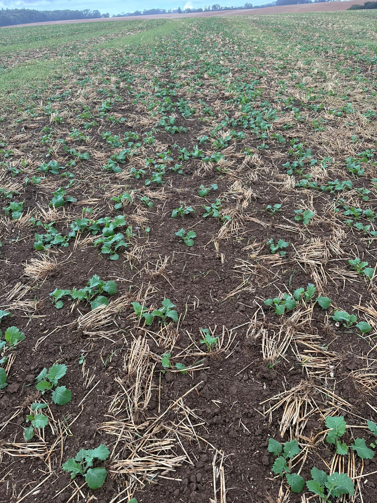 Autumn Agronomy: Cultivations, Crops & Challenges in a Changing Season ...